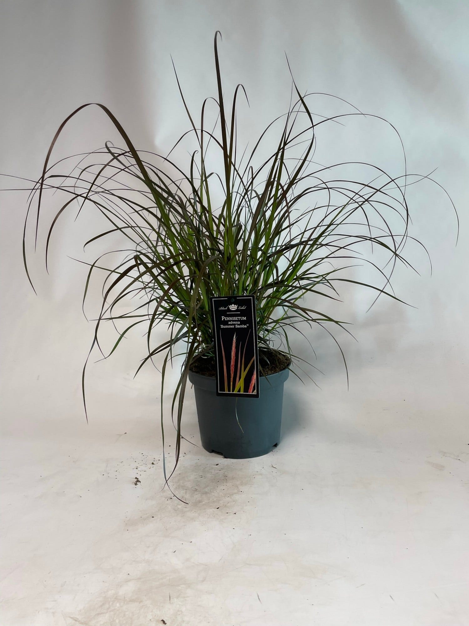 Pennisetum x advena Summer Samba | Green Solutions