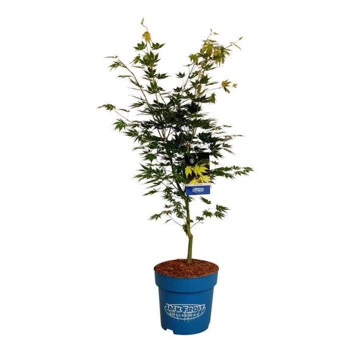 Acer Arctic Jade | Green Solutions