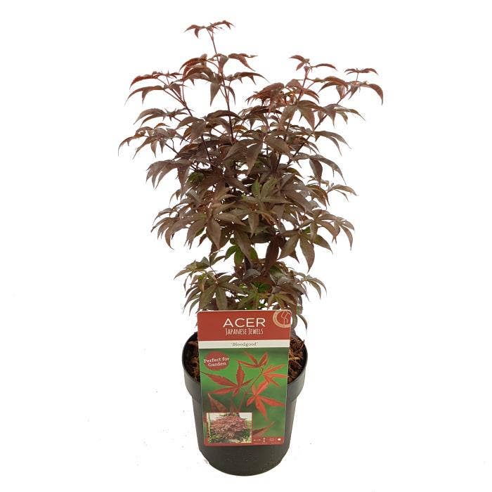 Hardy - Outdoor plants - Products | Green Solutions