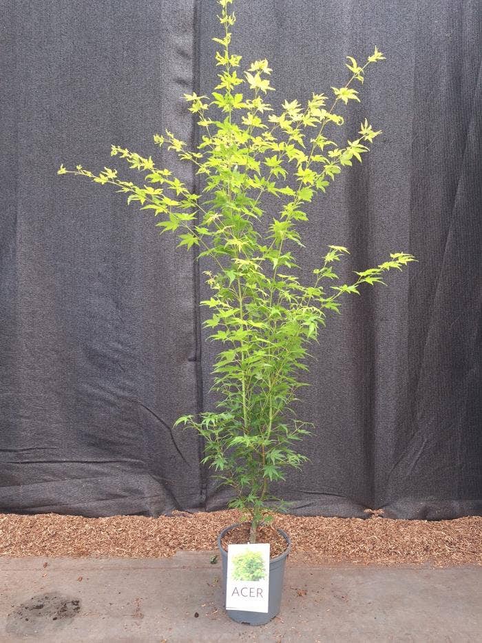 Hardy - Outdoor plants - Products | Green Solutions