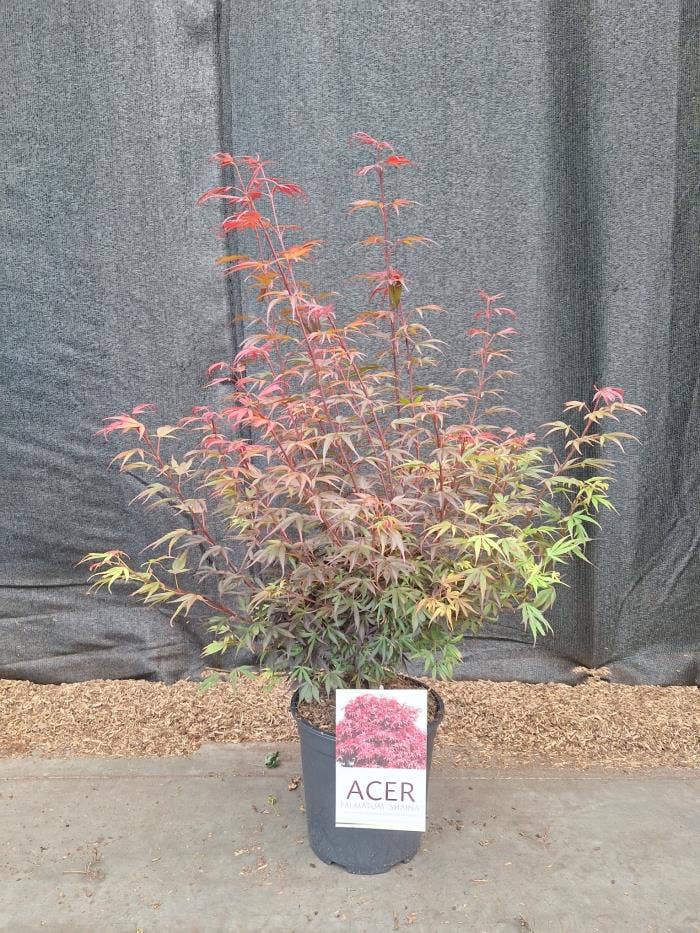 Hardy - Outdoor plants - Products | Green Solutions