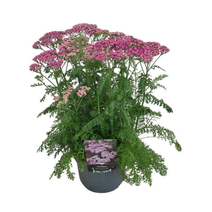 Achillea mil. 'Milly Rock Rose' | Green Solutions
