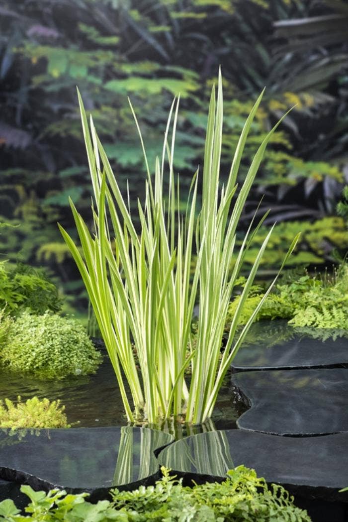 Acorus calamus 'Variegata' | Green Solutions