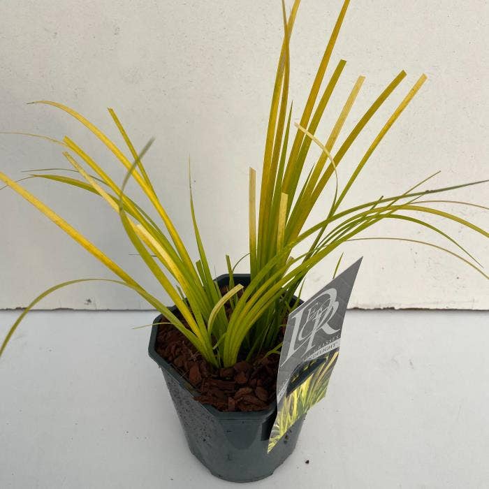 Acorus 'Golden Delight' | Green Solutions