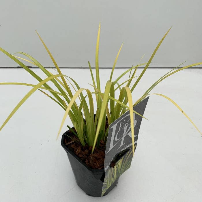 Acorus 'Golden Delight' | Green Solutions