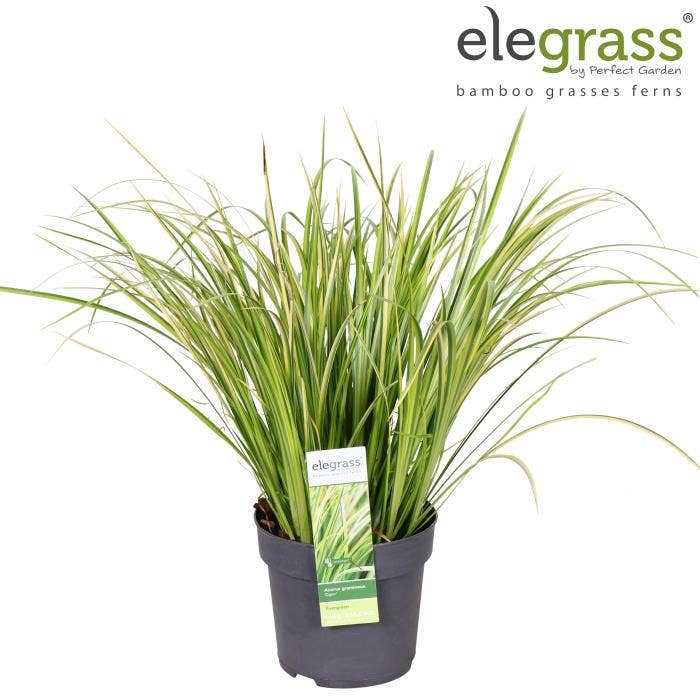 Acorus gramineus 'Ogon' | Green Solutions