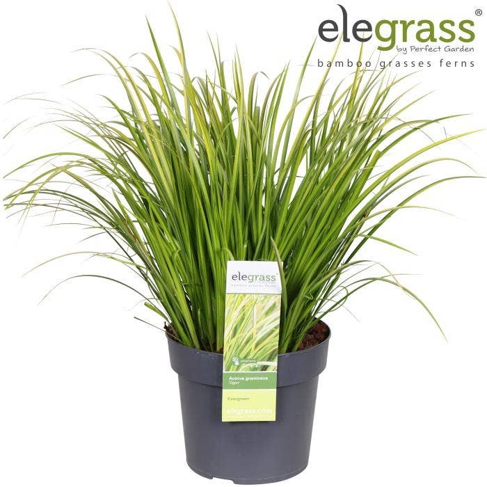 Acorus gramineus Ogon | Green Solutions
