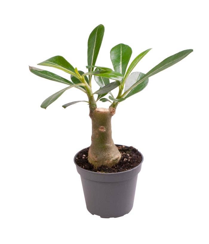 Indoor plants - Products | Green Solutions