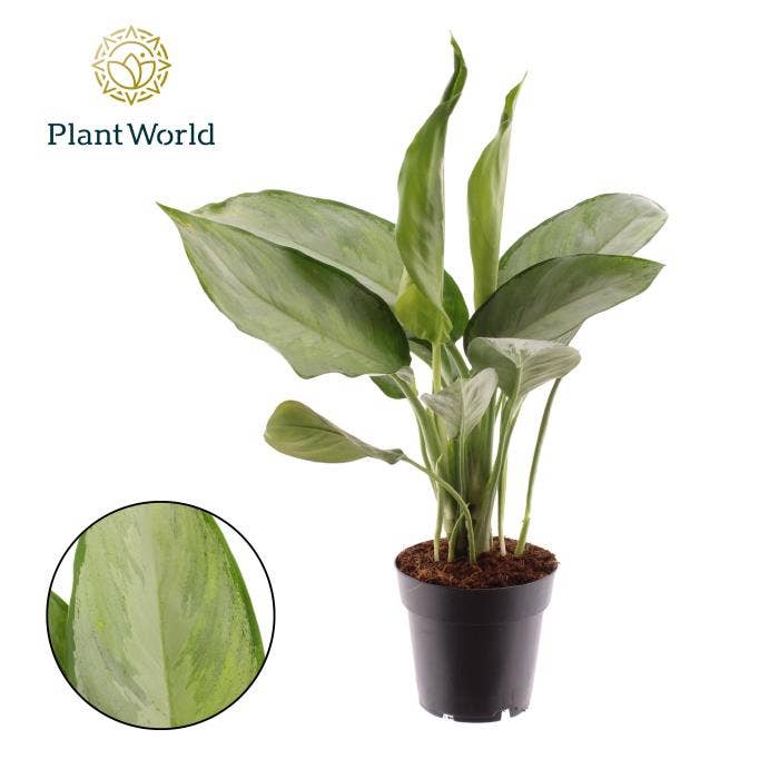 Aglaonema Silverado | Green Solutions