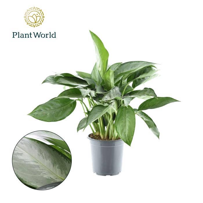 Aglaonema Silverado | Green Solutions