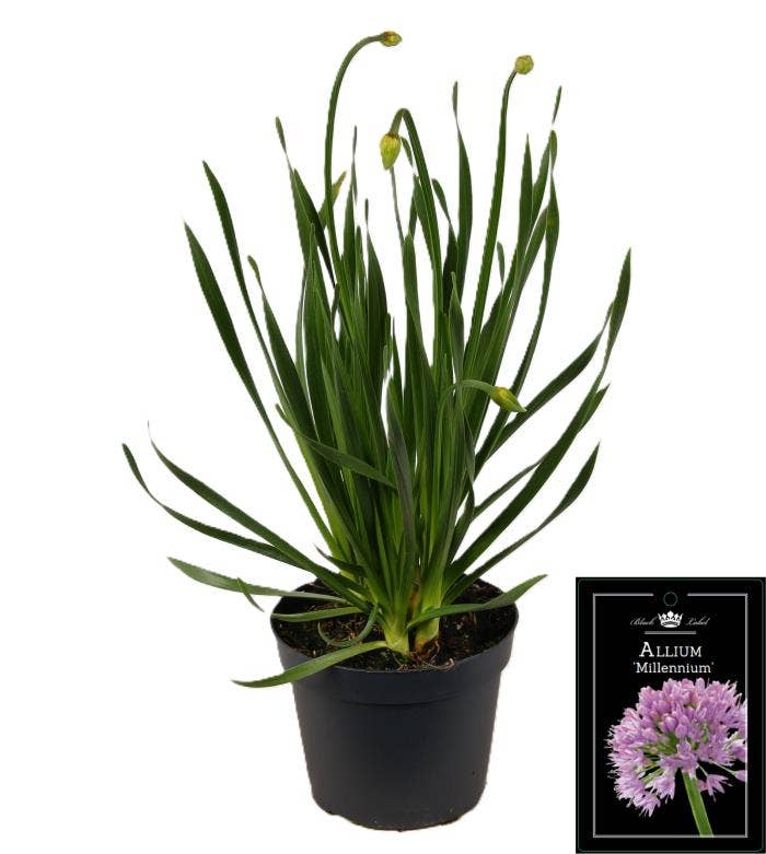 Allium 'Millenium' | Green Solutions