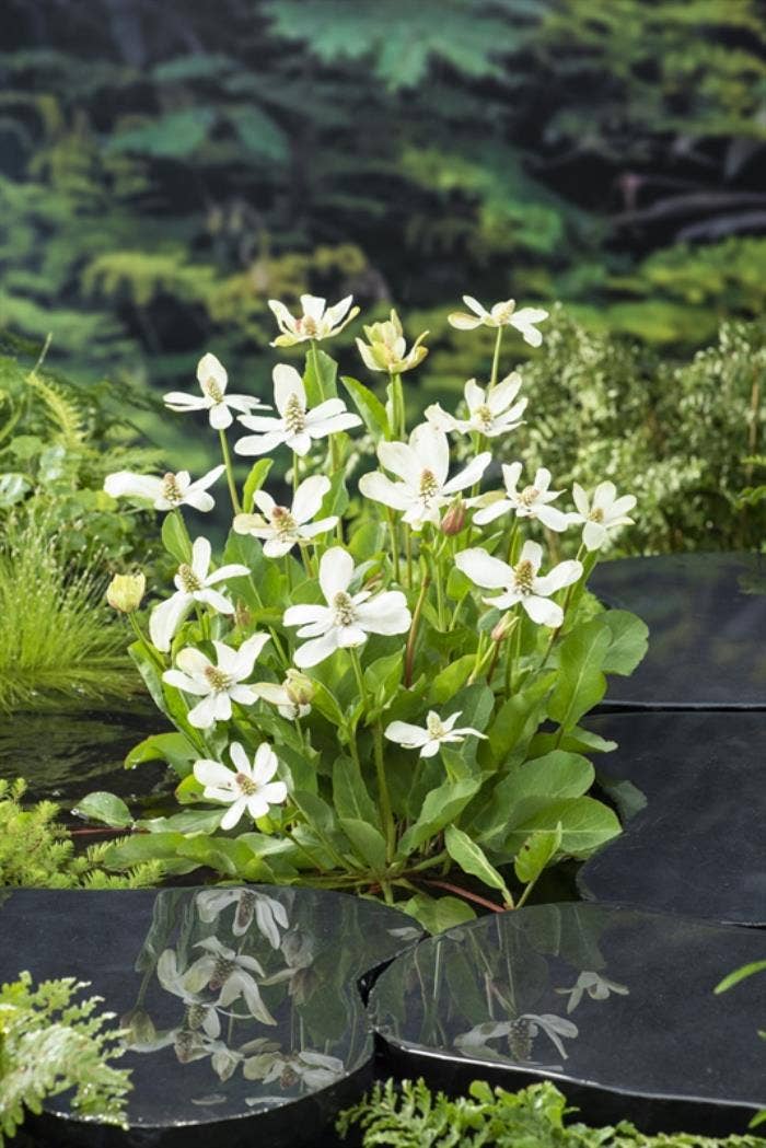 Aquatic plants - Outdoor plants - Products | Green Solutions
