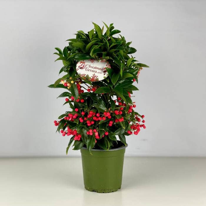Ardisia cren. Red (premium) | Green Solutions