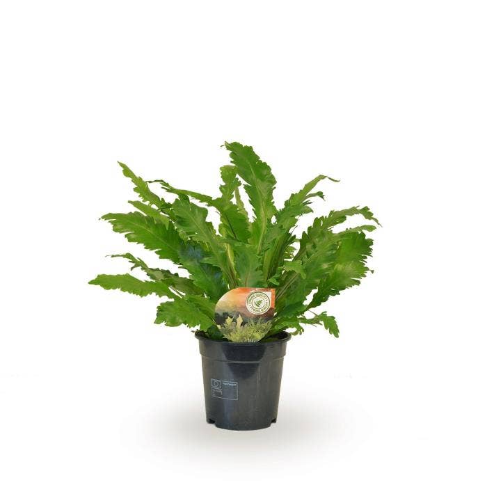 Asplenium Campio | Green Solutions