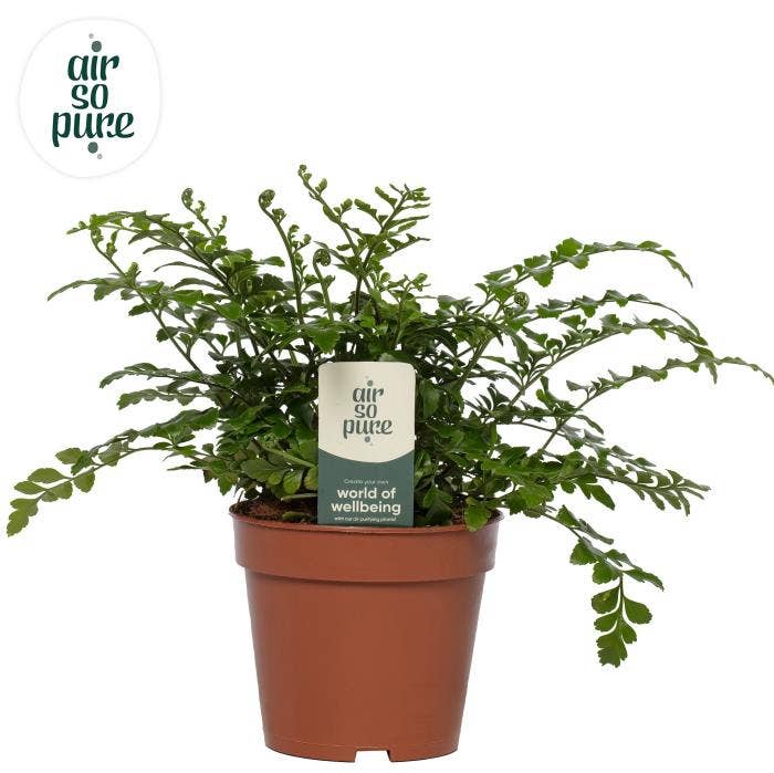 Asplenium Parvati | Green Solutions