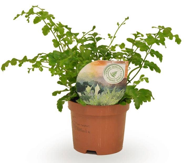 Asplenium Parvati | Green Solutions