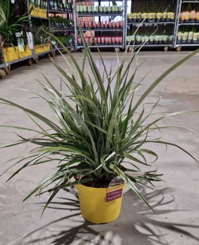 Astelia ner. 'Silver Shadow' | Green Solutions