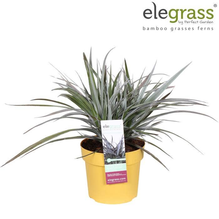 Astelia x nervosa Red Shadow | Green Solutions