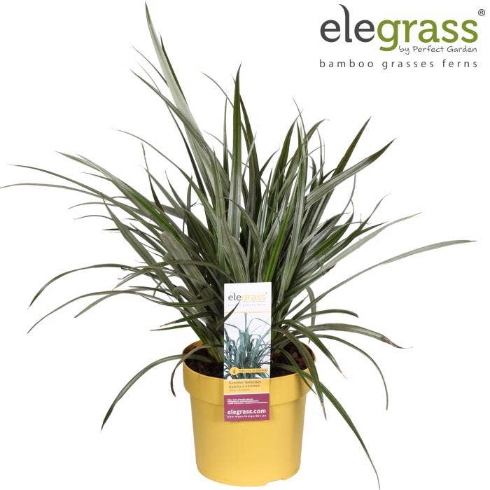 Astelia x nervosa Silver Shadow | Green Solutions