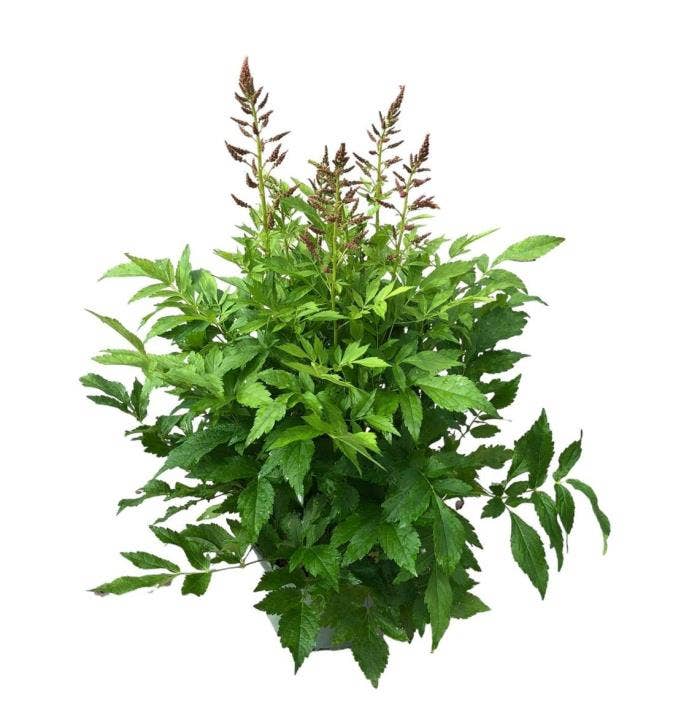Astilbe 'Ruby Red' PT | Green Solutions