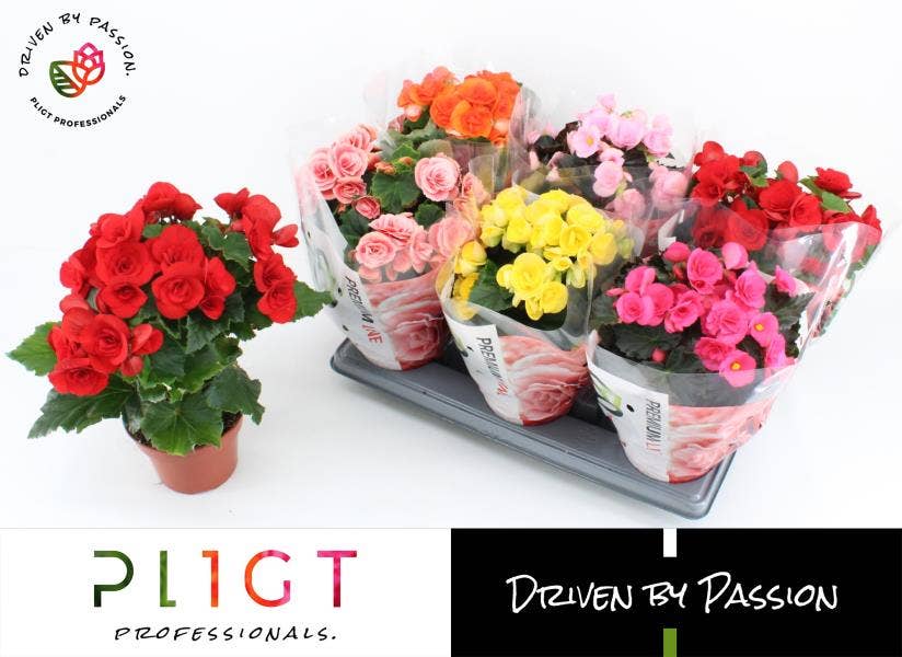 Begonia Premium | Green Solutions