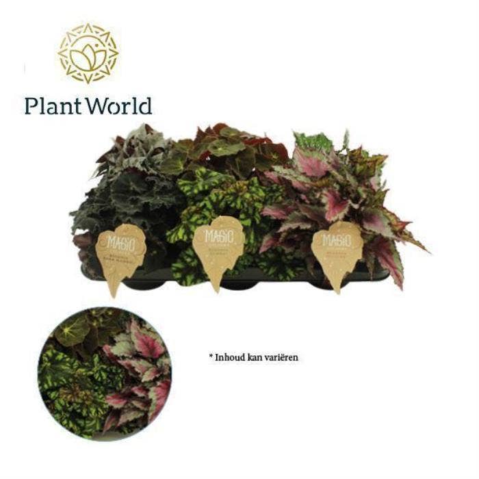 Begonia rex Magic Colours | Green Solutions