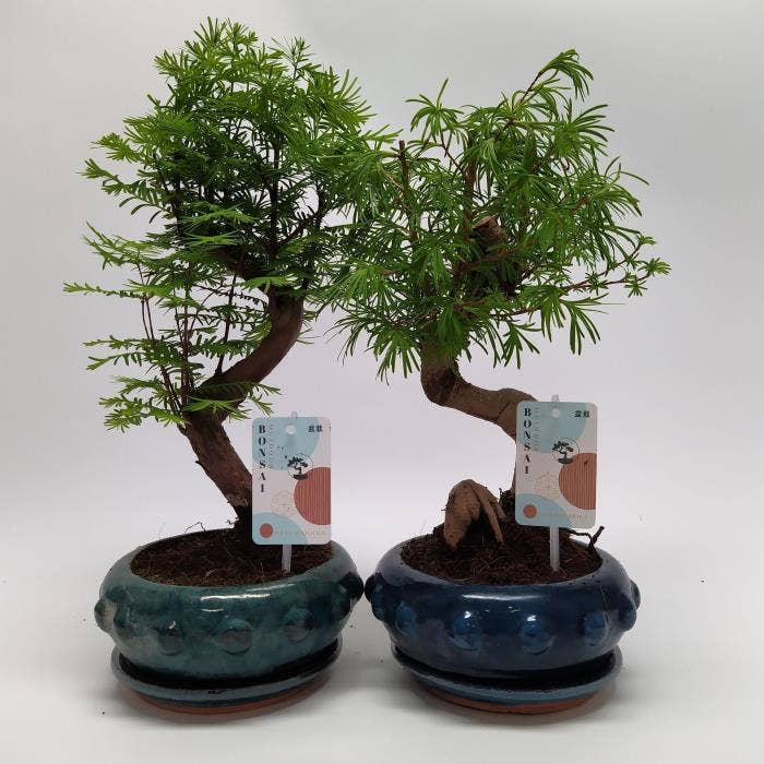 Bonsai | Green Solutions