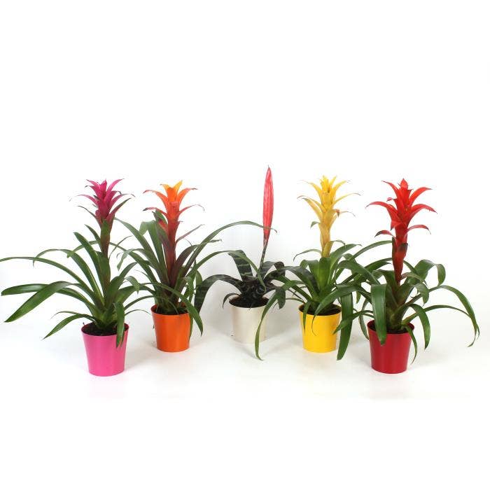 Bromelia in plastic Inge | Green Solutions
