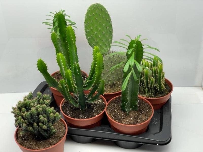 Cactus | Green Solutions