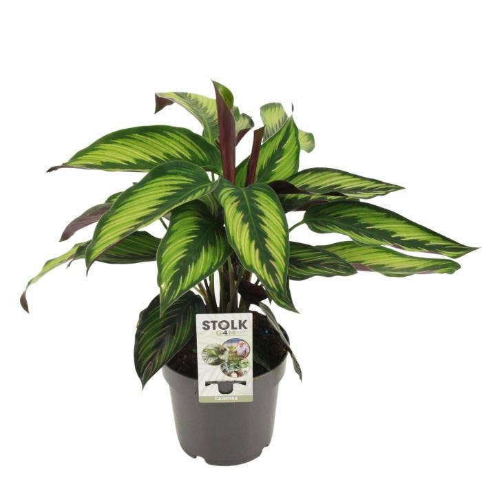 Calathea Majestica Princeps | Green Solutions