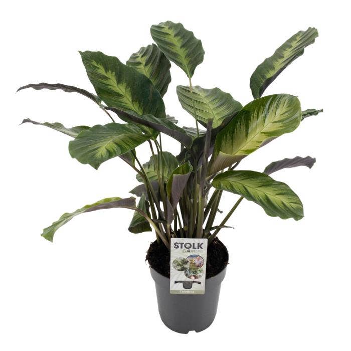 Calathea Misto | Green Solutions
