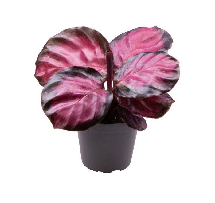 Calathea ros. Rosy | Green Solutions