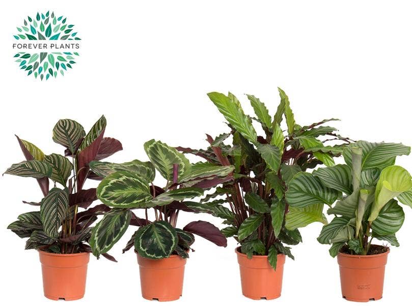 Calathea | Green Solutions