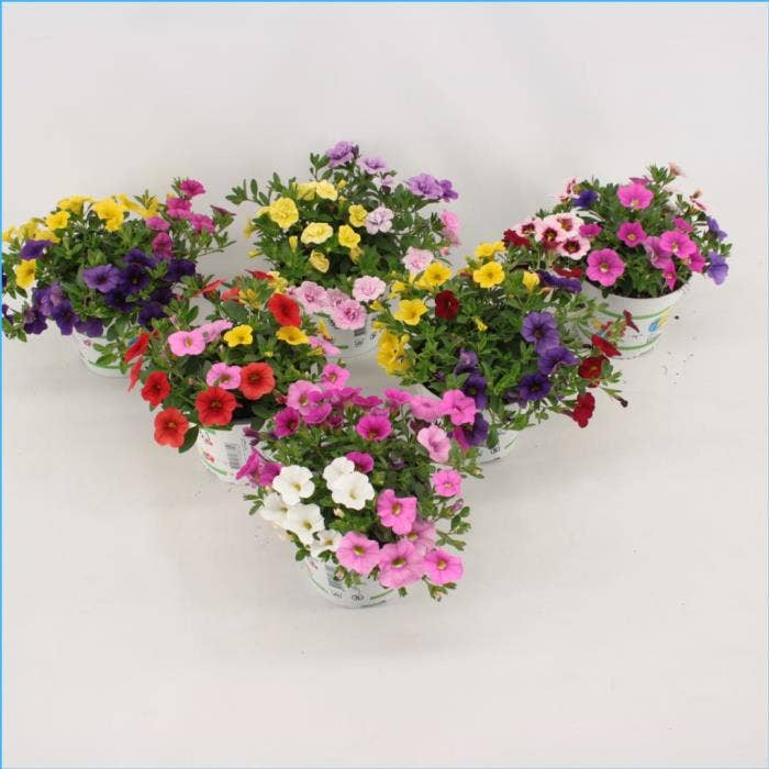 Page 2 - Bedding - Outdoor plants - Products | Green Solutions | Green ...