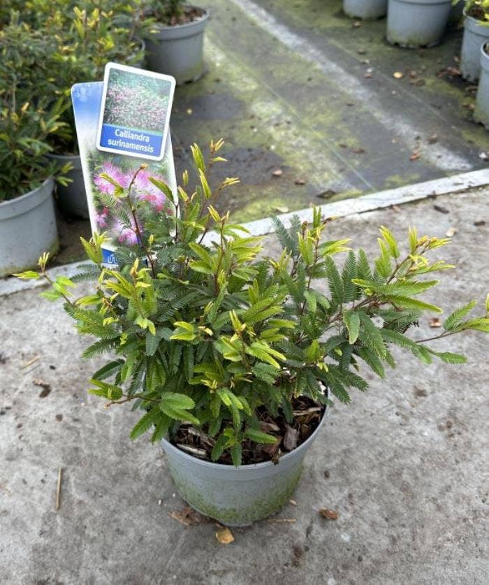 Calliandra surinamensis | Green Solutions
