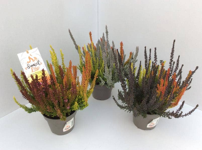 Calluna vul. 'Garden Sunset Fire Girls' | Green Solutions