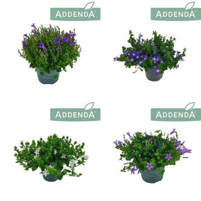 Campanula Addenda | Green Solutions