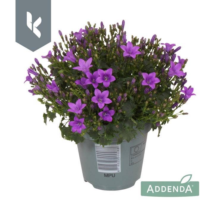 Campanula por. 'Ambella Intens purple' | Green Solutions