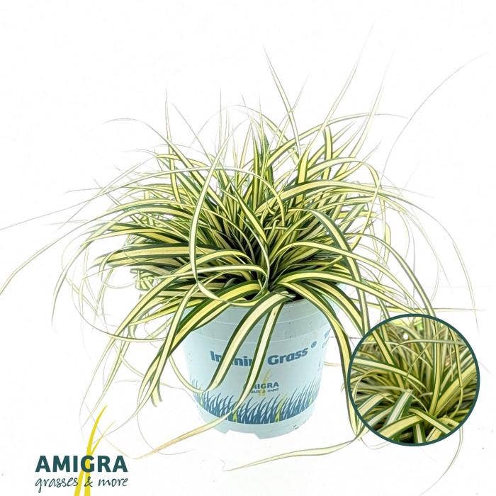 Carex 'Evergold' | Green Solutions