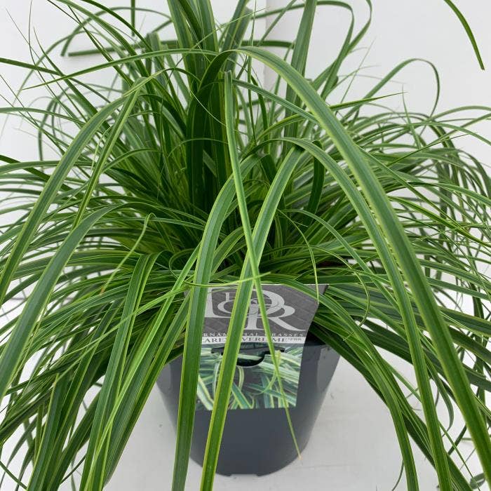 Carex 'Everlime' | Green Solutions
