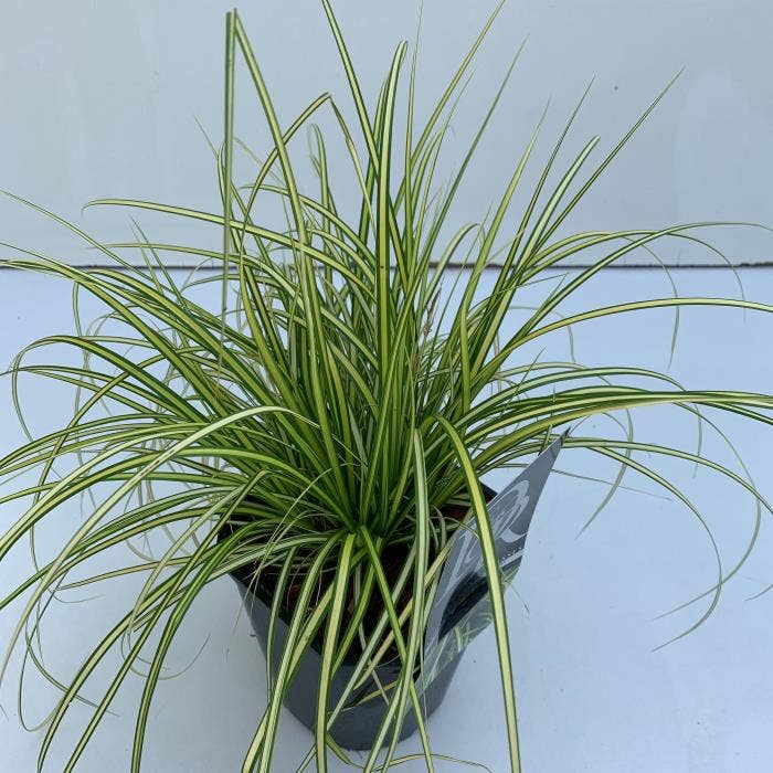 Carex 'Eversheen' | Green Solutions