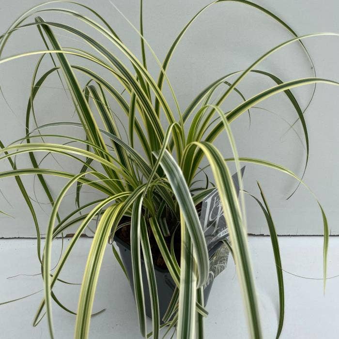 Carex 'Feather Falls' | Green Solutions