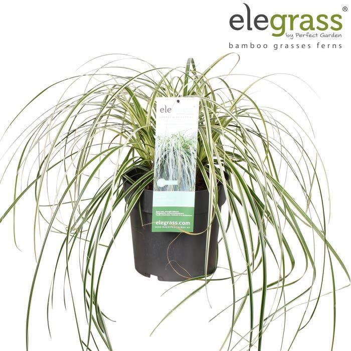 Carex 'Feather Falls' | Green Solutions