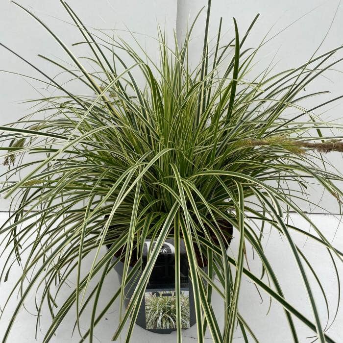 Carex Feather Falls | Green Solutions