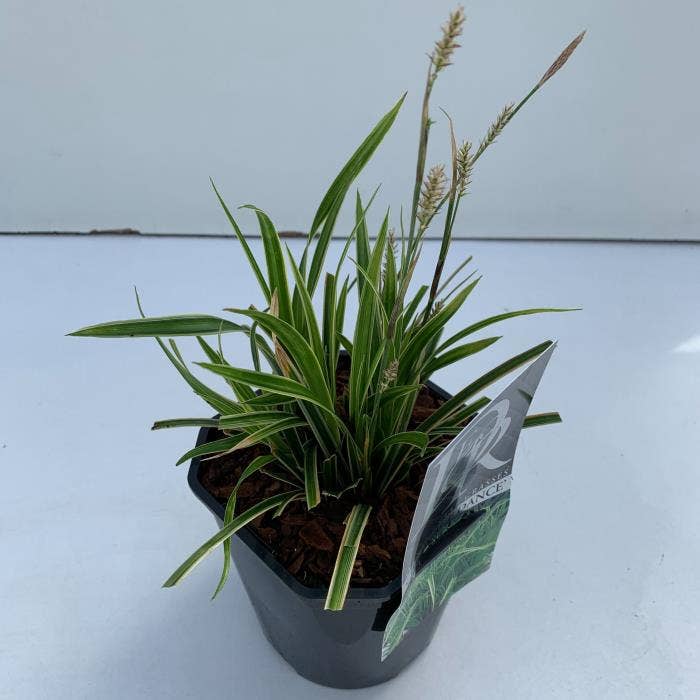 Carex 'Ice Dance' | Green Solutions