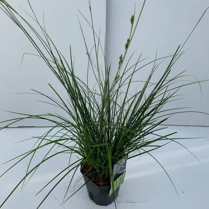 Carex 'Magic Green' | Green Solutions