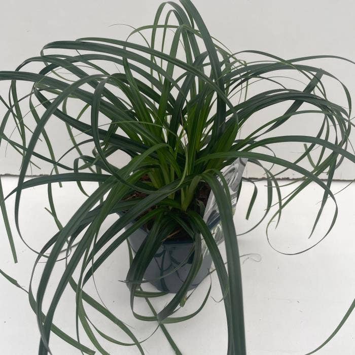 Carex 'Ribbon Falls' | Green Solutions