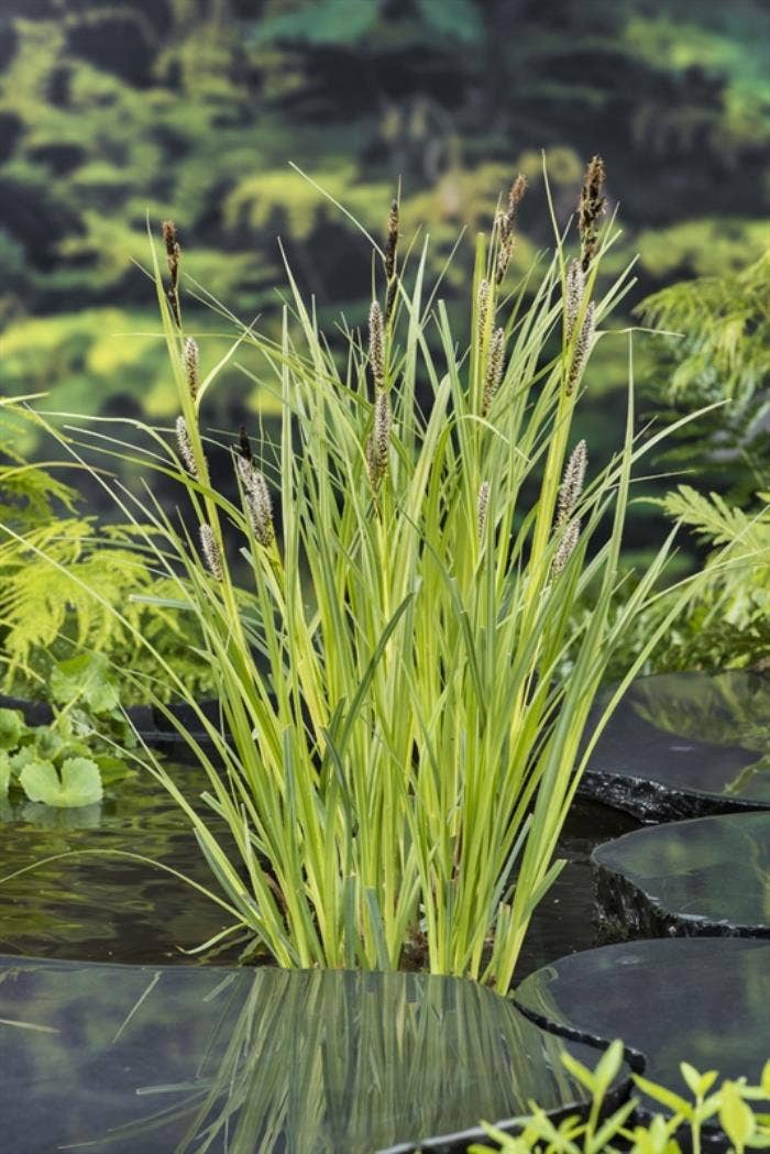 Carex riparia | Green Solutions