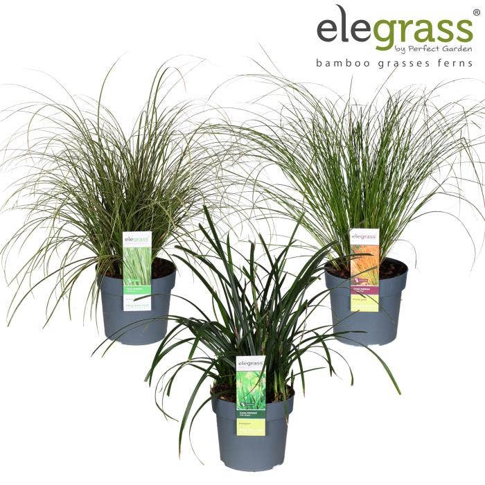 Carex | Green Solutions