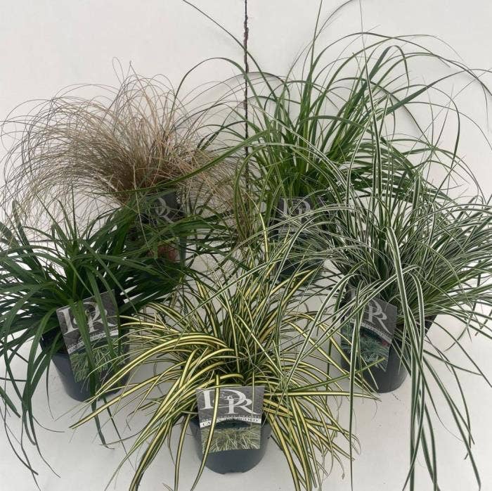 Carex | Green Solutions